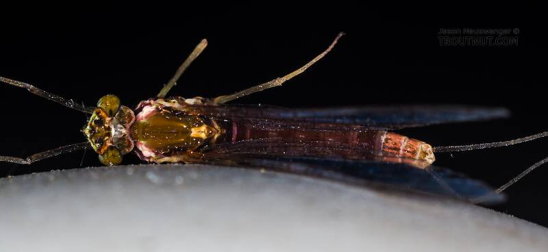 Female Rhithrogena morrisoni (Western March Brown) Mayfly Spinner Pictures