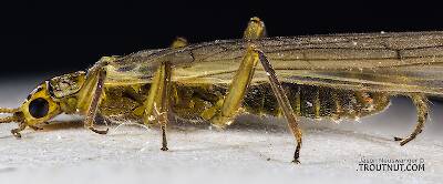 Stonefly Family Chloroperlidae (Sallflies)