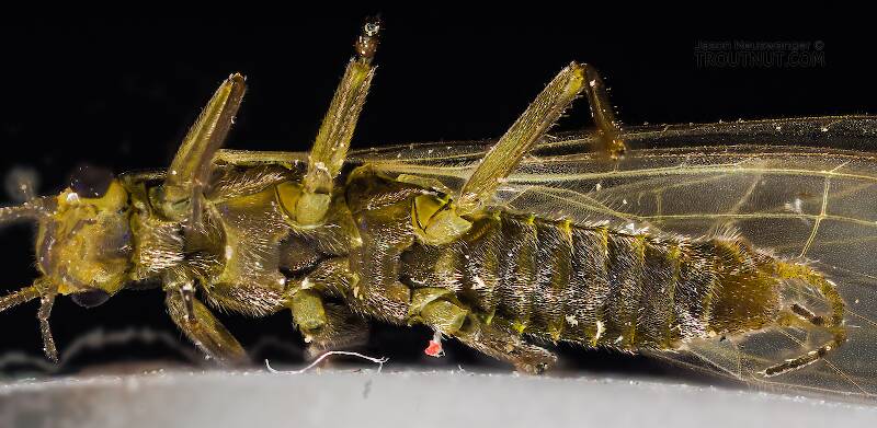 Male Sweltsa (Sallfly) Stonefly Adult Pictures