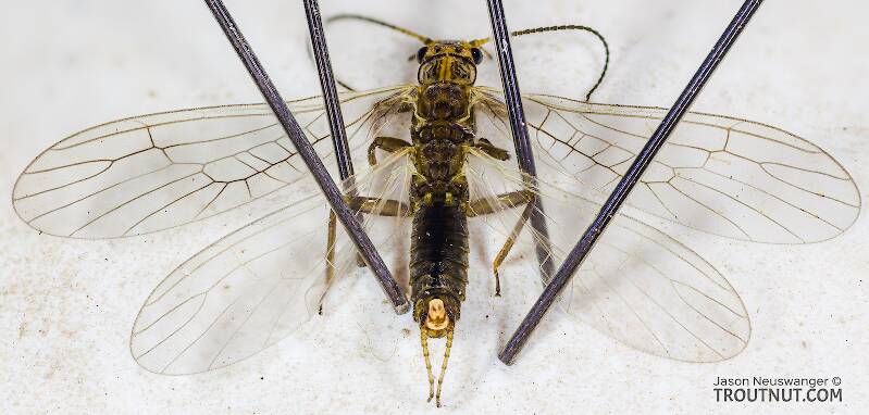 Male Sweltsa (Sallfly) Stonefly Adult Pictures