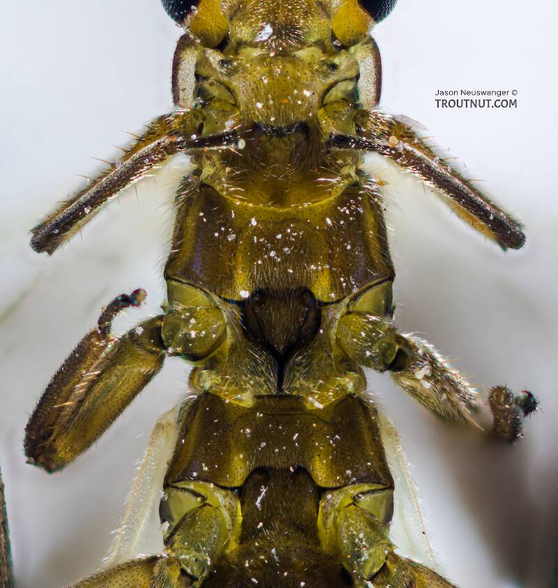 Male Sweltsa (Sallfly) Stonefly Adult Pictures