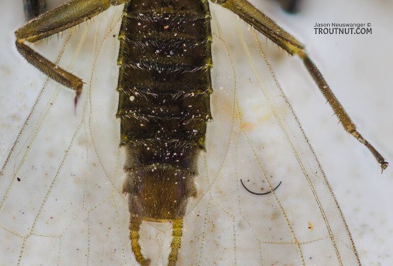 Male Sweltsa (Sallfly) Stonefly Adult Pictures