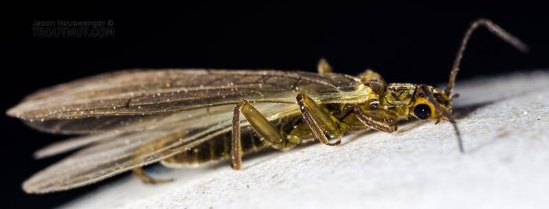 Male Sweltsa (Sallfly) Stonefly Adult Pictures