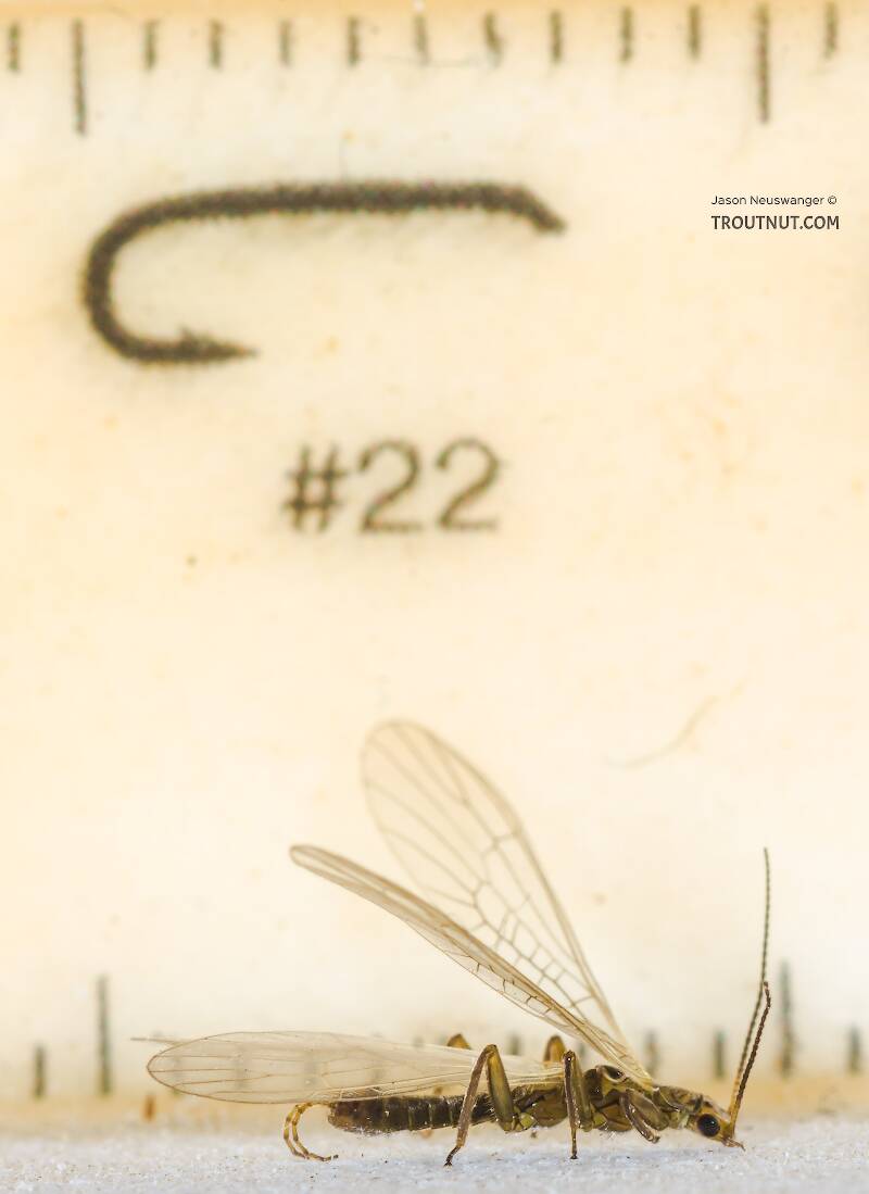 Male Sweltsa (Sallfly) Stonefly Adult Pictures
