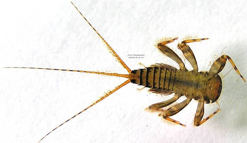 Stenonema modestum (Cream Cahill) Mayfly Nymph Pictures