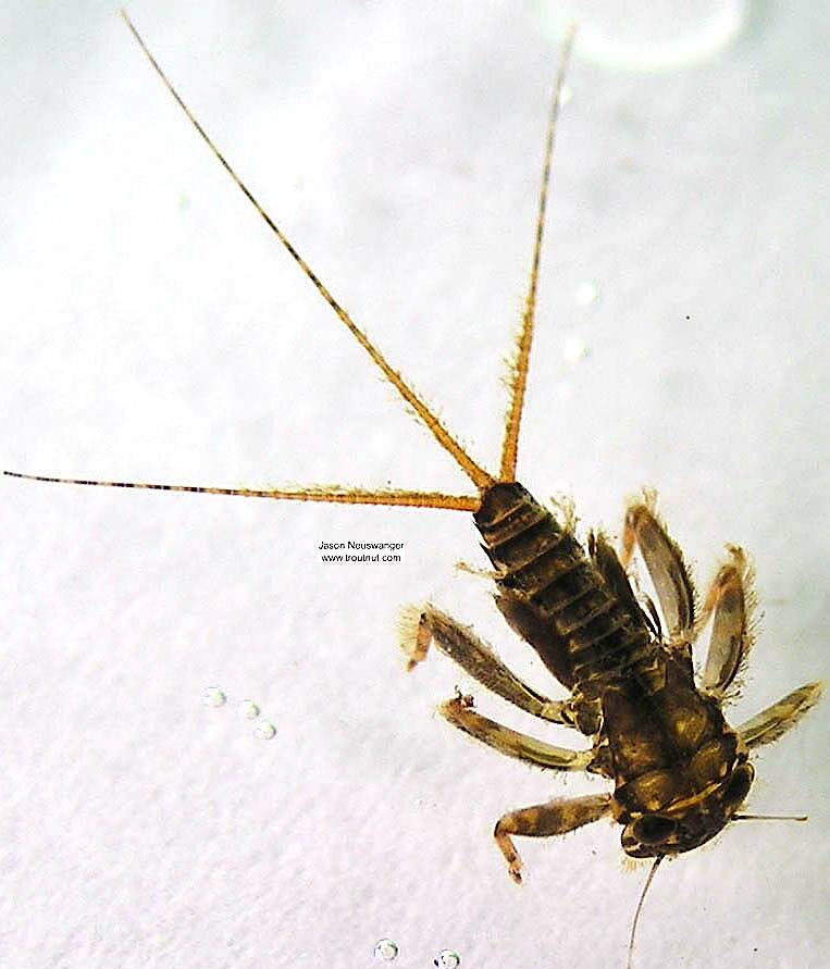 Stenonema modestum (Cream Cahill) Mayfly Nymph Pictures