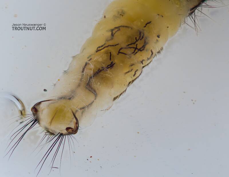 Brachycentrus occidentalis (Mother's Day Caddis) Caddisfly Larva Pictures