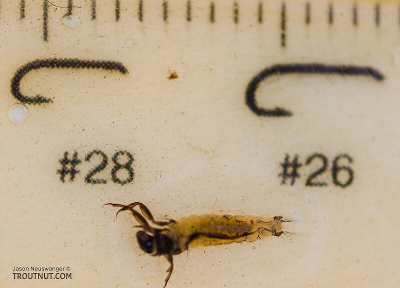 Brachycentrus occidentalis (Mother's Day Caddis) Caddisfly Larva Pictures