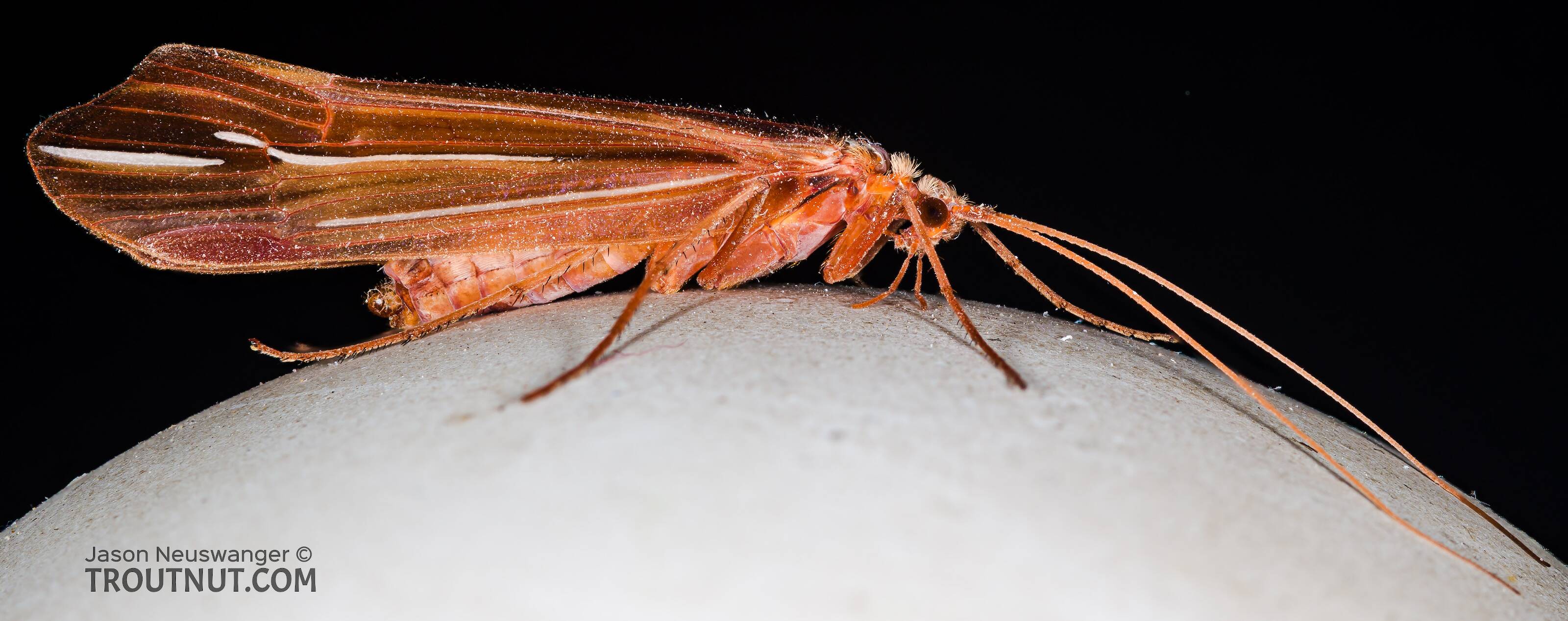 Caddisfly Genus Psychoglypha (Snow Sedges)