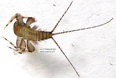Stenonema (March Browns and Cahills) Mayfly Nymph Pictures