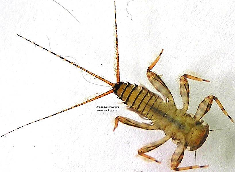 Stenonema vicarium (March Brown) Mayfly Nymph Pictures