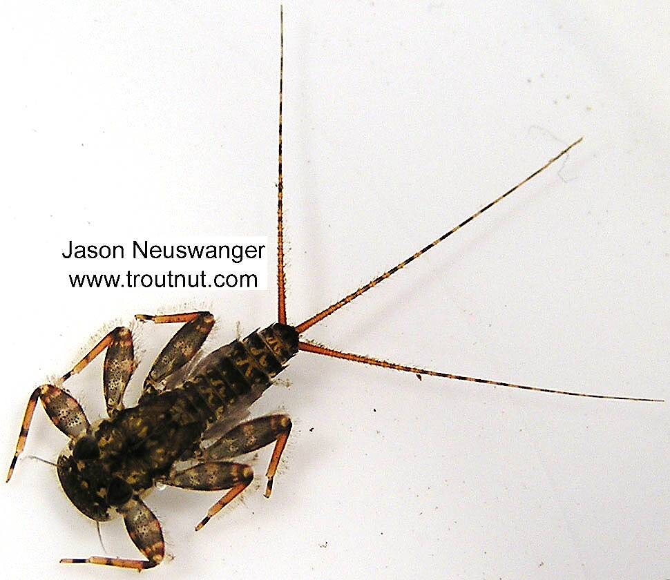 Stenonema vicarium (March Brown) Mayfly Nymph Pictures