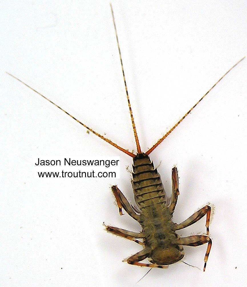 Stenonema vicarium (March Brown) Mayfly Nymph Pictures