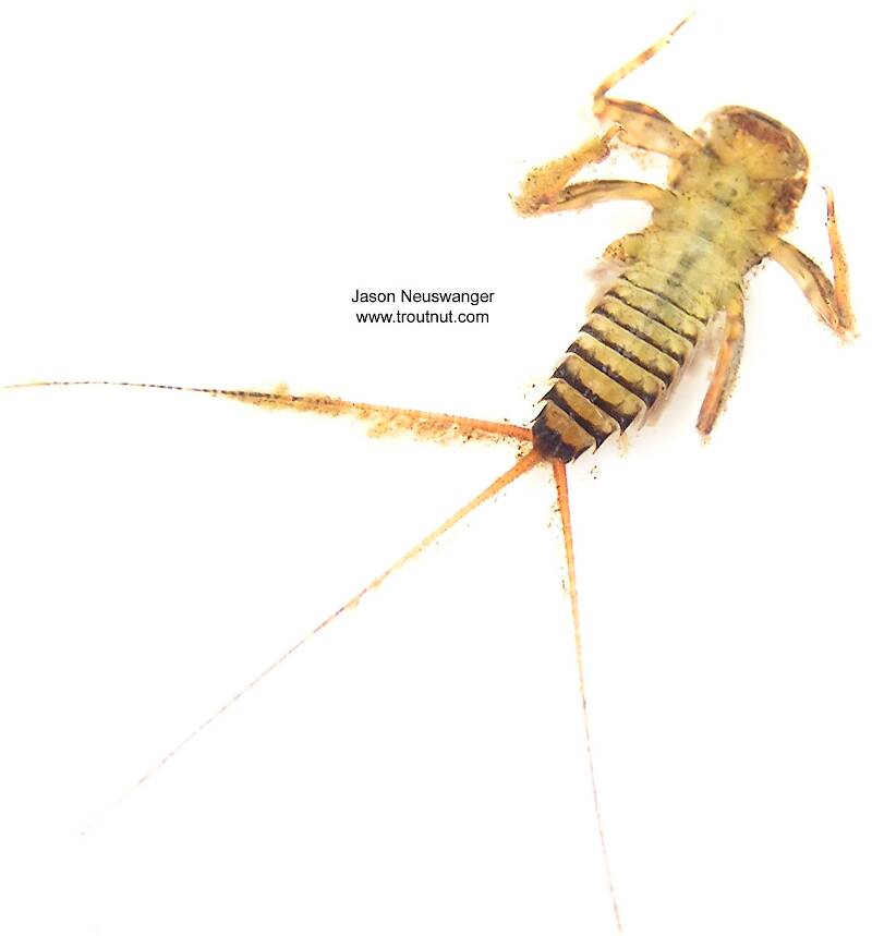 Stenonema vicarium (March Brown) Mayfly Nymph Pictures