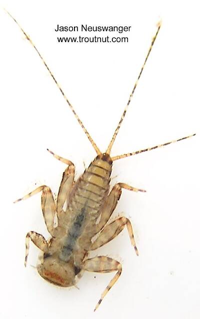 Stenonema (March Browns and Cahills) Mayfly Nymph Pictures