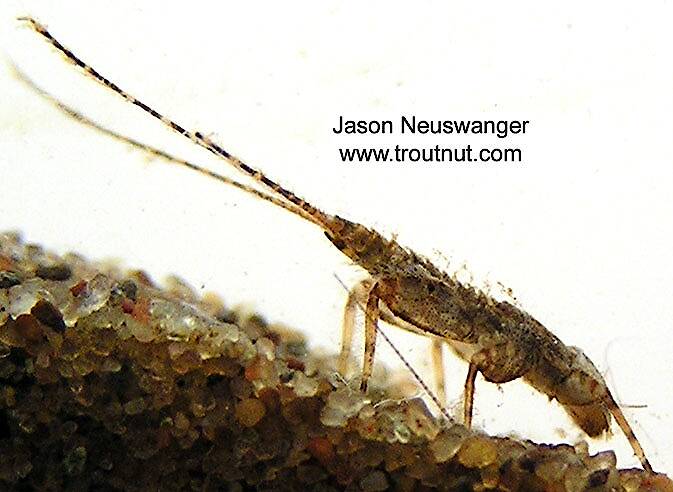 Stenonema (March Browns and Cahills) Mayfly Nymph Pictures