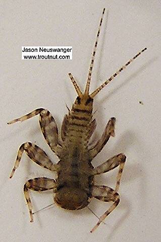 Stenonema modestum (Cream Cahill) Mayfly Nymph Pictures