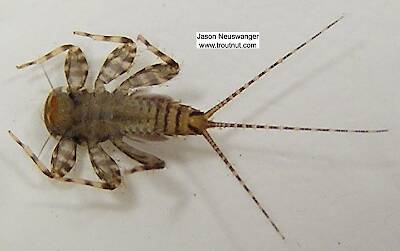 Stenonema modestum (Cream Cahill) Mayfly Nymph Pictures