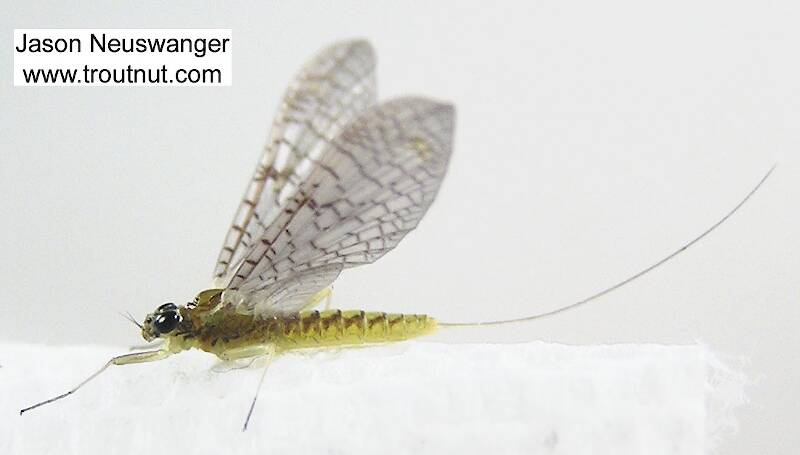 Mayfly Species Leucrocuta hebe (Little Yellow Quills)