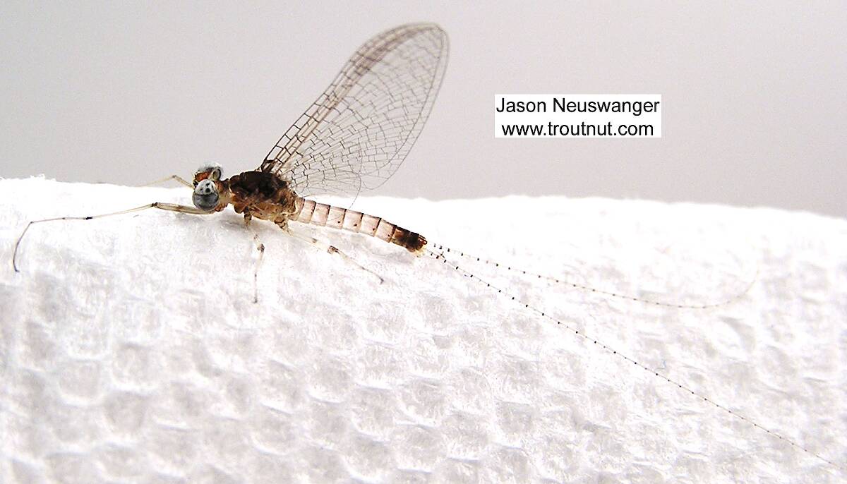 Male Stenonema modestum (Cream Cahill) Mayfly Spinner Pictures