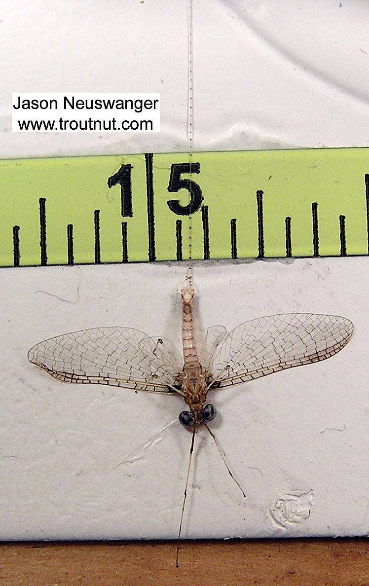 Male Stenonema modestum (Cream Cahill) Mayfly Spinner Pictures