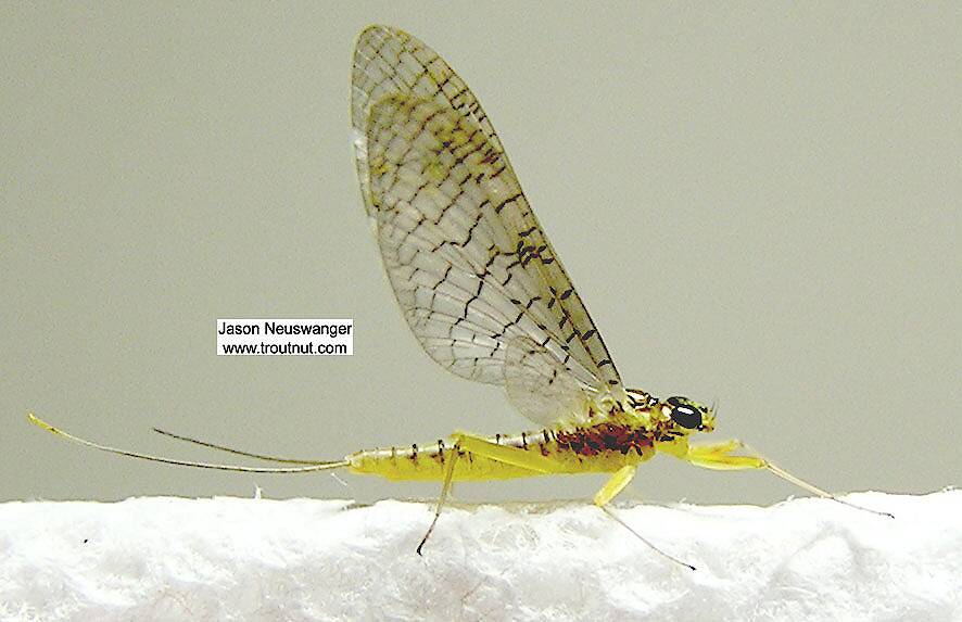 Mayfly Species Leucrocuta hebe (Little Yellow Quills)