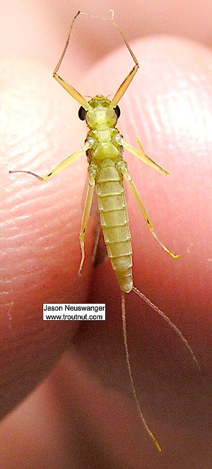Female Leucrocuta hebe (Little Yellow Quill) Mayfly Dun Pictures