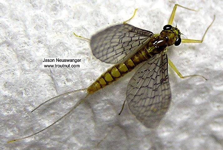 Female Leucrocuta hebe (Little Yellow Quill) Mayfly Dun Pictures