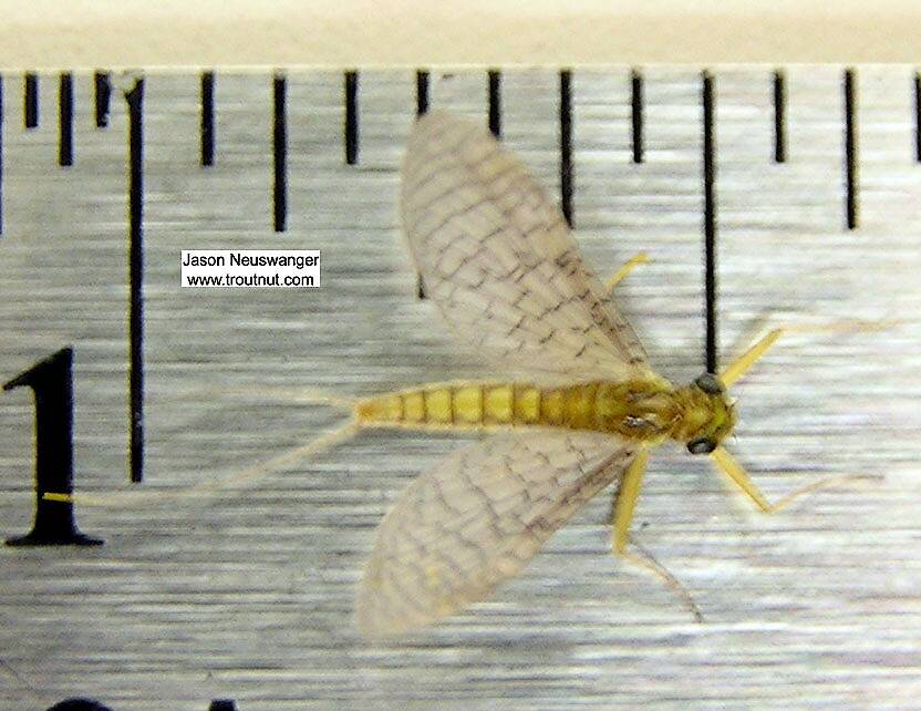 Female Leucrocuta hebe (Little Yellow Quill) Mayfly Dun Pictures