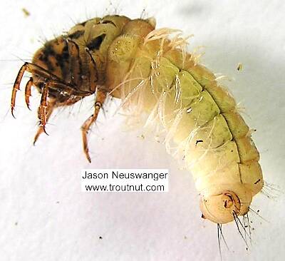 Limnephilus (Summer Flier Sedge) Caddisfly Larva Pictures
