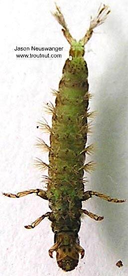 Hydropsychidae Caddisfly Larva Pictures