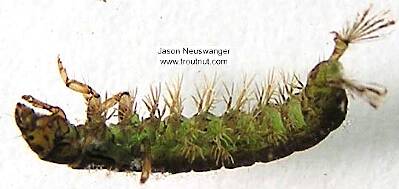 Hydropsychidae Caddisfly Larva Pictures