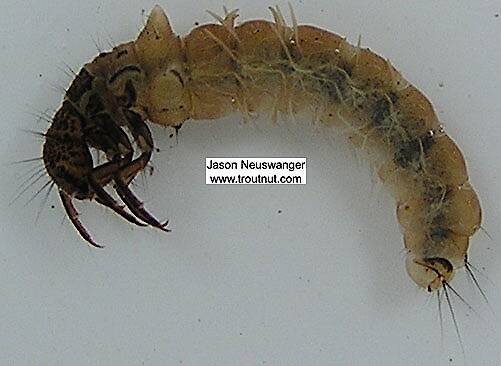 Limnephilus (Summer Flier Sedge) Caddisfly Larva Pictures
