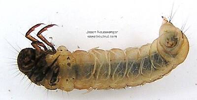 Limnephilus (Summer Flier Sedge) Caddisfly Larva Pictures