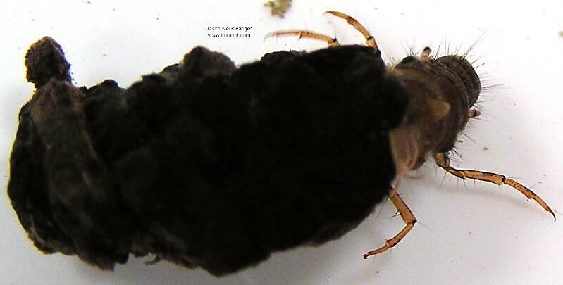 Limnephilidae (Giant Sedges) Caddisfly Larva Pictures