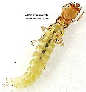 Dolophilodes distincta (Tiny Black Gold Speckled-Winged Caddis ...