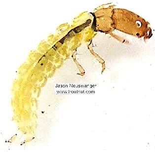 Dolophilodes distincta (Tiny Black Gold Speckled-Winged Caddis ...