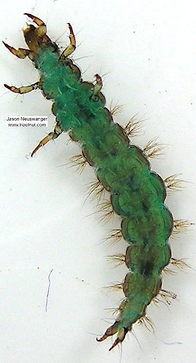 Rhyacophila brunnea (Green Sedge) Caddisfly Larva Pictures