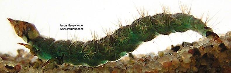 Rhyacophila brunnea (Green Sedge) Caddisfly Larva Pictures