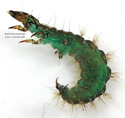 Rhyacophila brunnea (Green Sedge) Caddisfly Larva Pictures