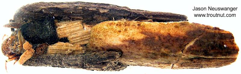 Limnephilidae (Giant Sedges) Caddisfly Larva Pictures