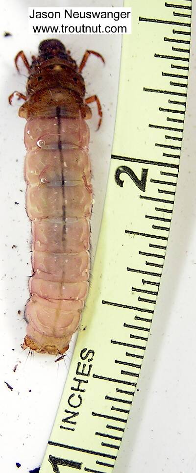 Limnephilidae (Giant Sedges) Caddisfly Larva Pictures