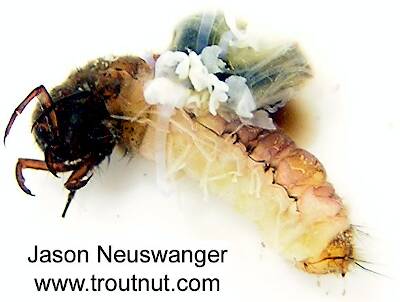 Onocosmoecus unicolor (Great Late-Summer Sedge) Caddisfly Larva Pictures