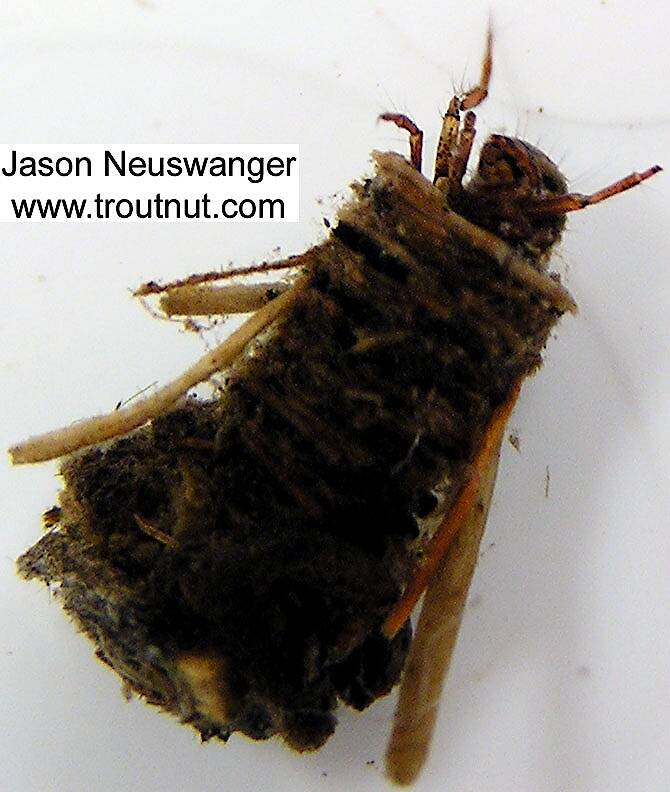 Limnephilidae (Giant Sedges) Caddisfly Larva Pictures