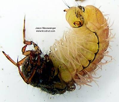 Limnephilidae (Giant Sedges) Caddisfly Larva Pictures