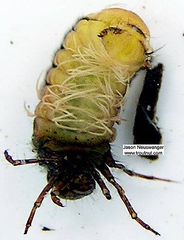 Limnephilidae (Giant Sedges) Caddisfly Larva Pictures