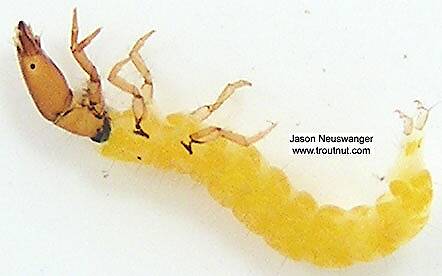 Chimarra (Little Black Sedge) Caddisfly Larva Pictures