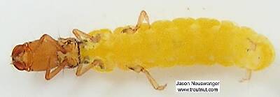 Chimarra (Little Black Sedge) Caddisfly Larva Pictures