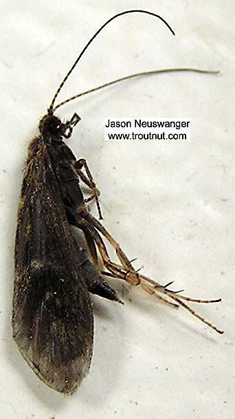 Female Trichoptera (Caddisfly) Insect Adult Pictures