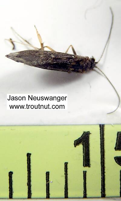 Female Trichoptera (Caddisfly) Insect Adult Pictures